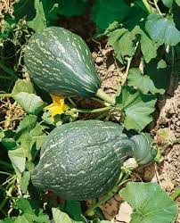 Squash - Hubbard Improved Green - Get Great Value, Give to a Cause ...