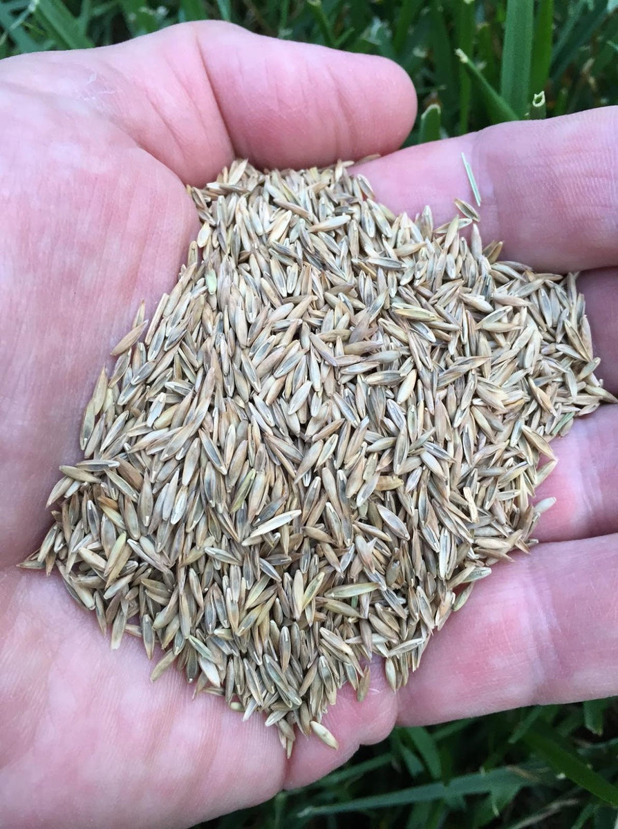 ProScape 80/20 Tall Fescue Perennial Ryegrass Certified Seed Mix – www ...